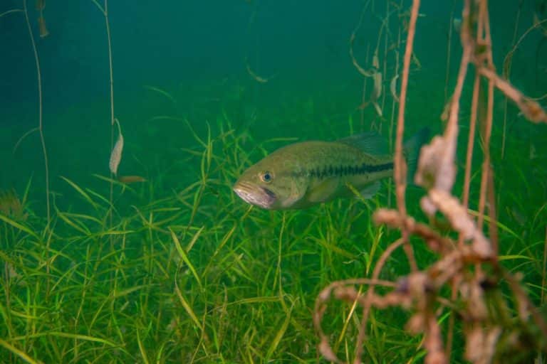 Lake Okeechobee Fish Species: What You Can Catch - Roland Martin Marina